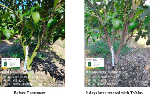 Innovative biologically control of moss problem affecting citrus ...