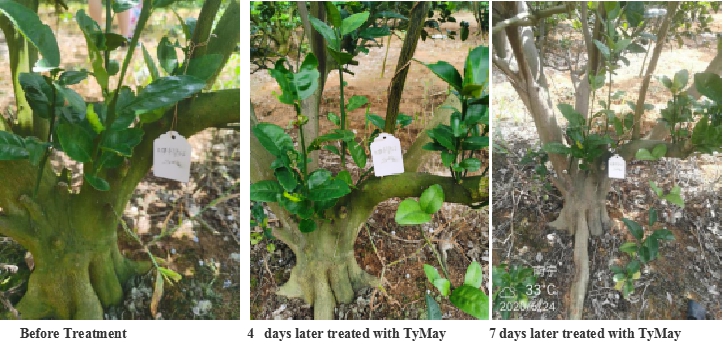 Innovative biologically control of moss problem affecting citrus ...